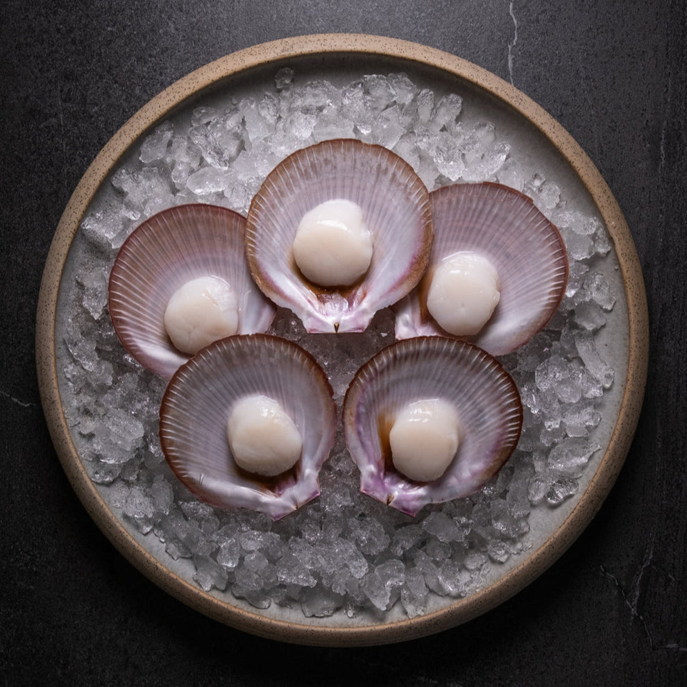 Large Hervey Bay Scallops - Sashimi Grade – Michael's Seafood